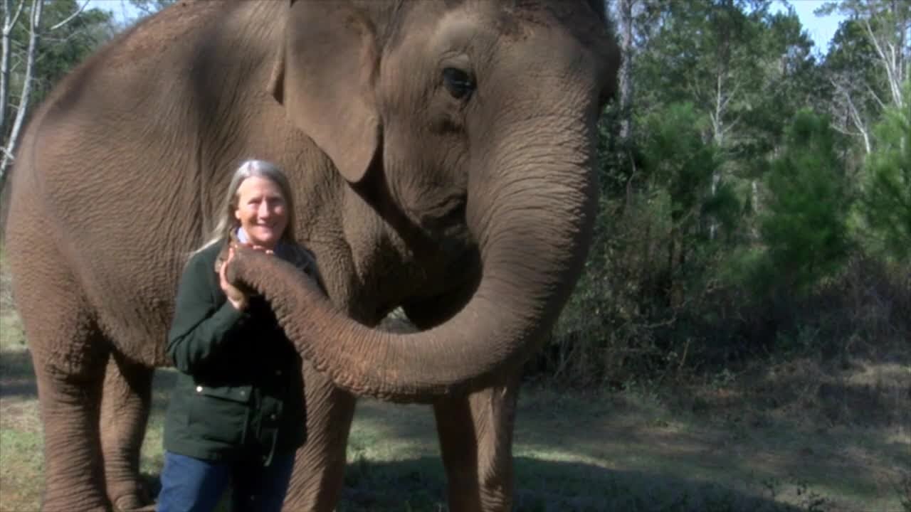 Terra The Elephant celebrates her 51st birthday with Elephant Aid ...