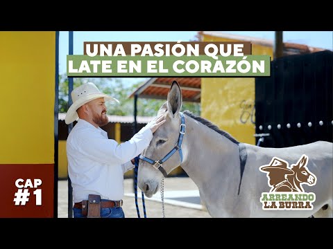 Burros y mulas, mi gran pasión.