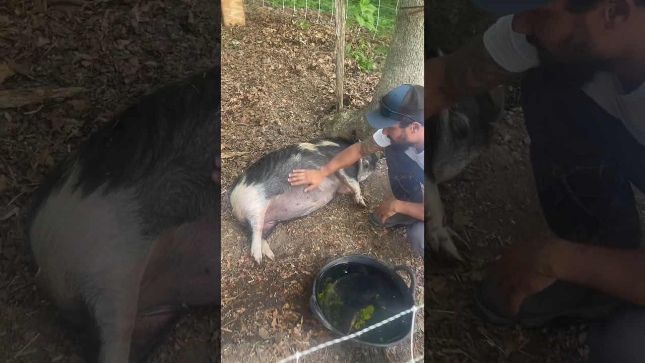Carter gets belly rubs daily🐷 #kunekune #pigs #farmanimals #homestead # ...