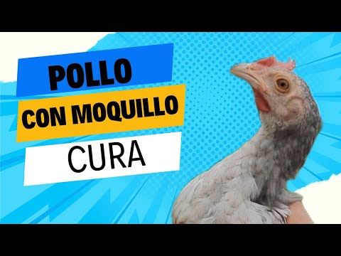 Pollo con moquillo 🤧"COMO CURARLO" SOLUCIÓN 🐓 - YouTube