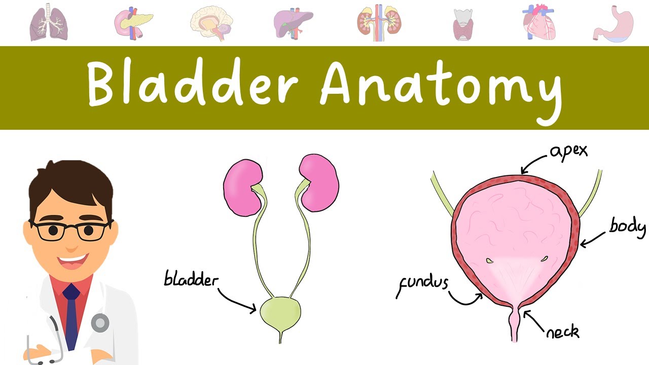 Anatomy of the BLADDER (made easy!) - YouTube