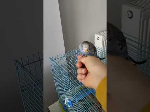 kuşuma zeka testi yaptım.