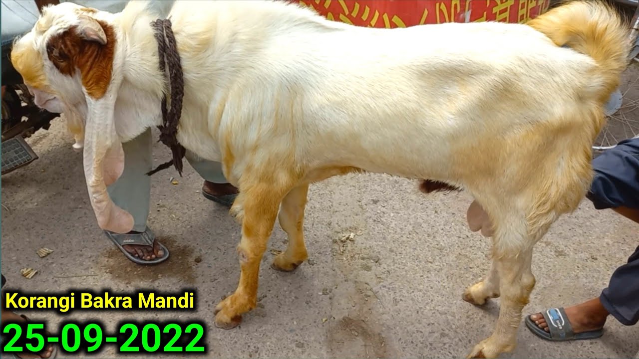 Korangi Bakra Mandi Updates 25-09-2022 | Jhalar Check Karen Bakray Ki 😱 ...