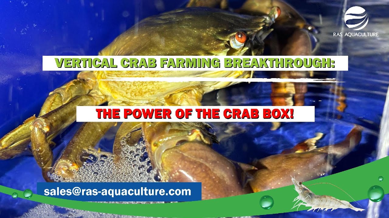 VERTICAL CRAB FARMING BREAKTHROUGH: THE POWER OF THE CRAB BOX! - YouTube