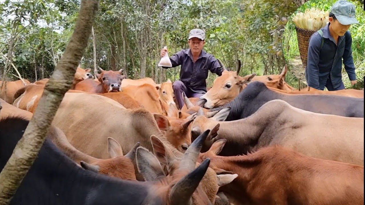 The forest man chases the cows and chickens in search of food in the ...