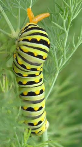 Caterpillar sound - YouTube