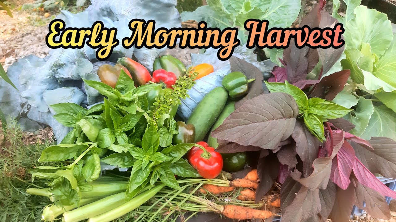 Early morning harvest #food #home #farming #youtube #selfsufficient ...