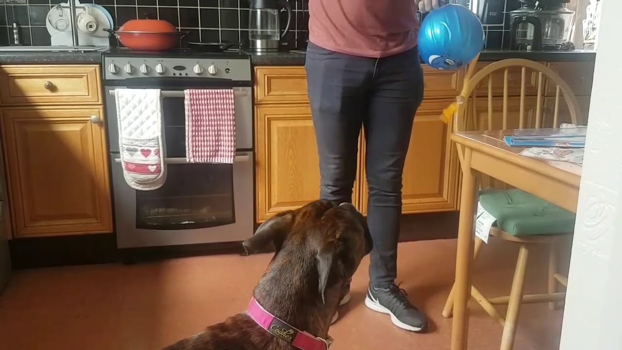 Poppy Boxer Dog's Hours of Fun! - YouTube