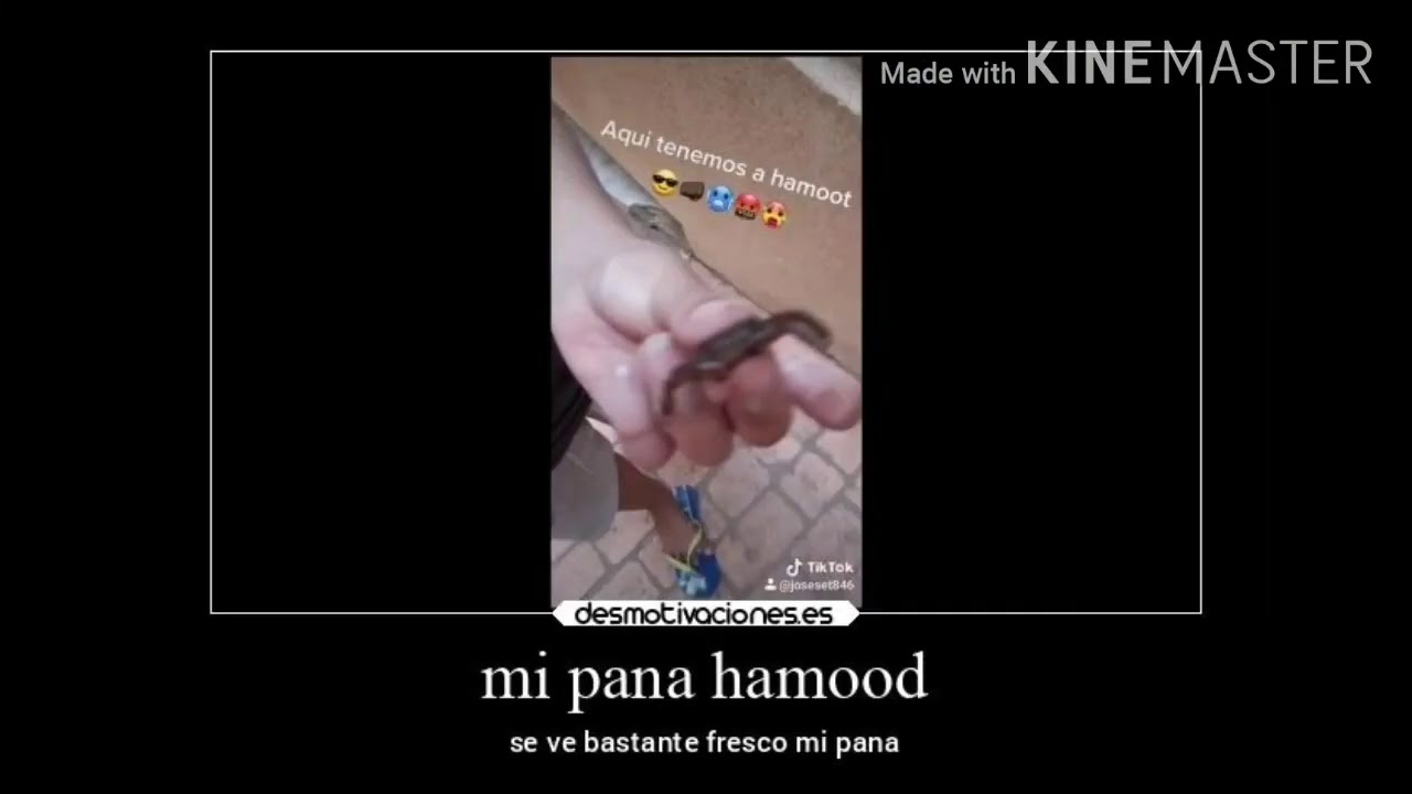 Aqui tenemos a Hamoot - YouTube