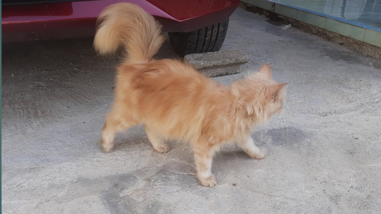 KUCING | BERMAIN BERSAMA KUCING - YouTube