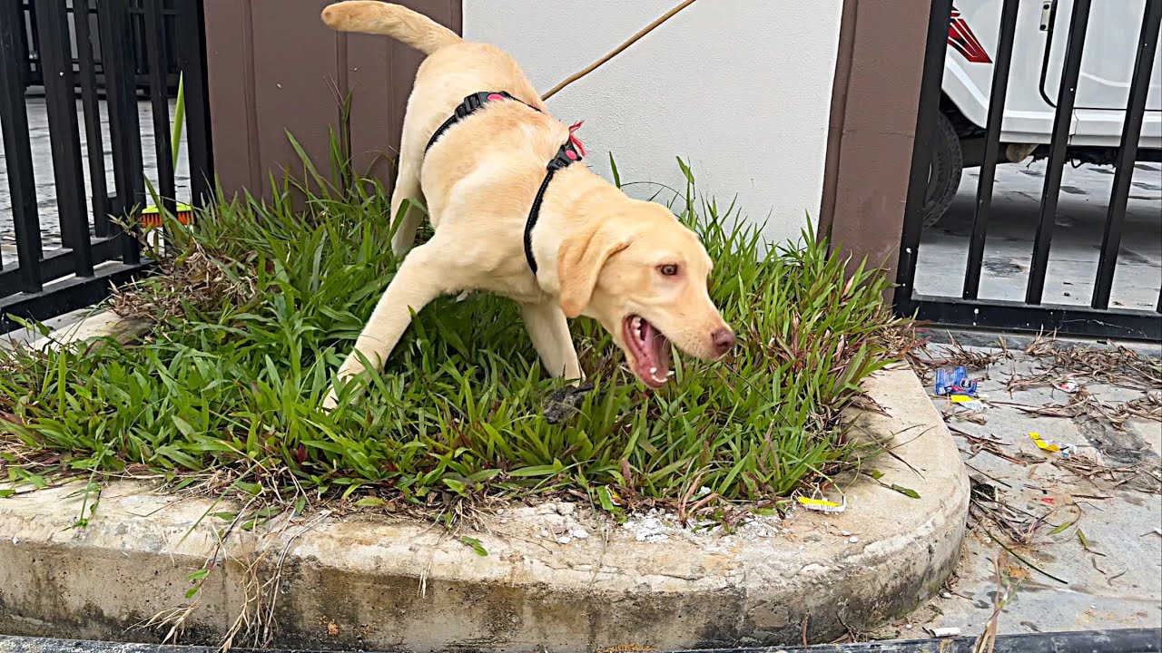 Funny DuDu Cute Dog - YouTube