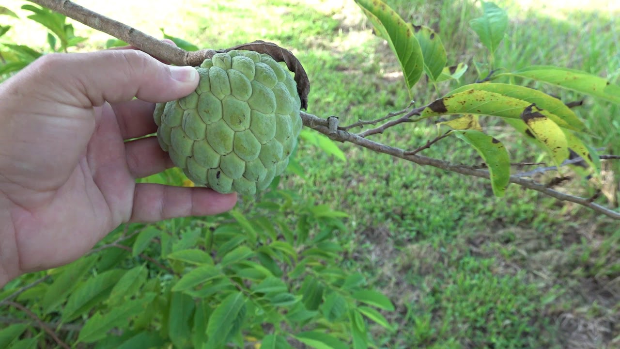 Avocado Harvest 2019 - YouTube