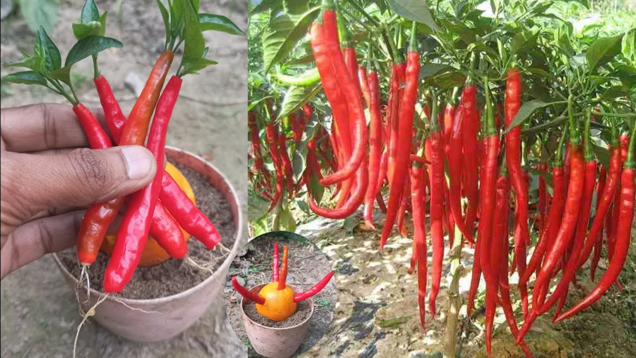 How grow chilli with orange fruit, propagate papper chilli tree at home ...