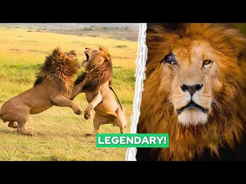Lion SCARFACE: The Story of the Most Famous Lion in the World ...