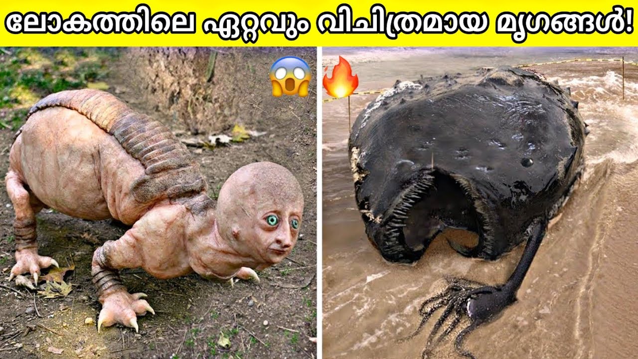 Animals That Are Born Only Once In A Thousand Years! - YouTube