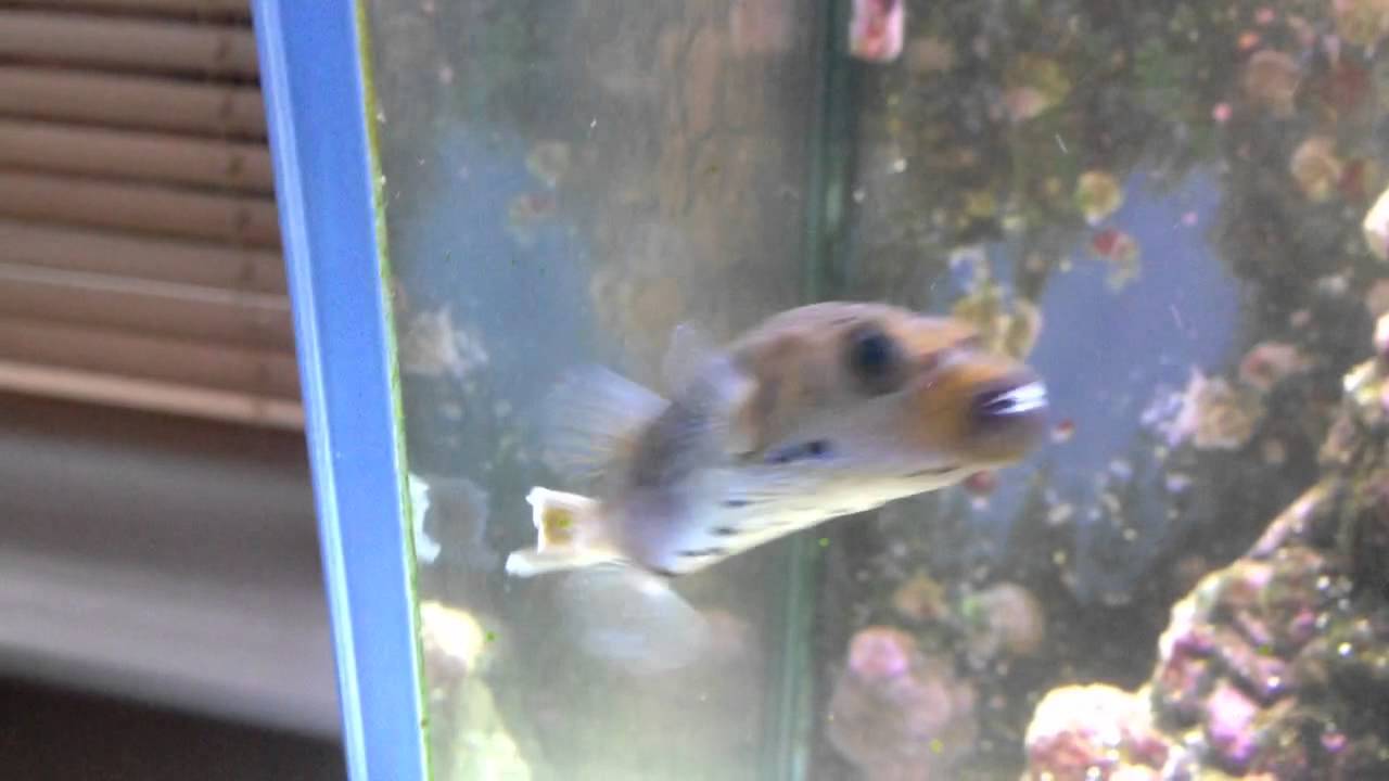 Dog face puffer with huge teeth - YouTube