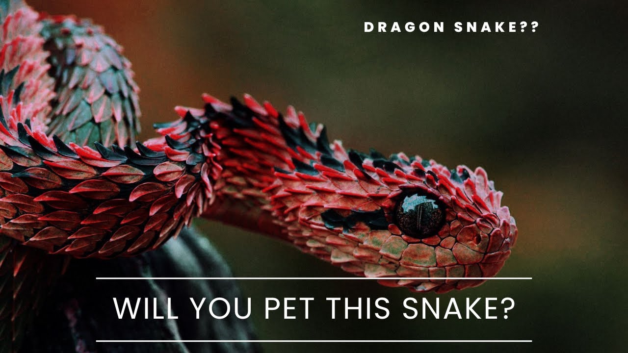 Watch this before you pet this Cute Snake!Stunningly beautiful but ...