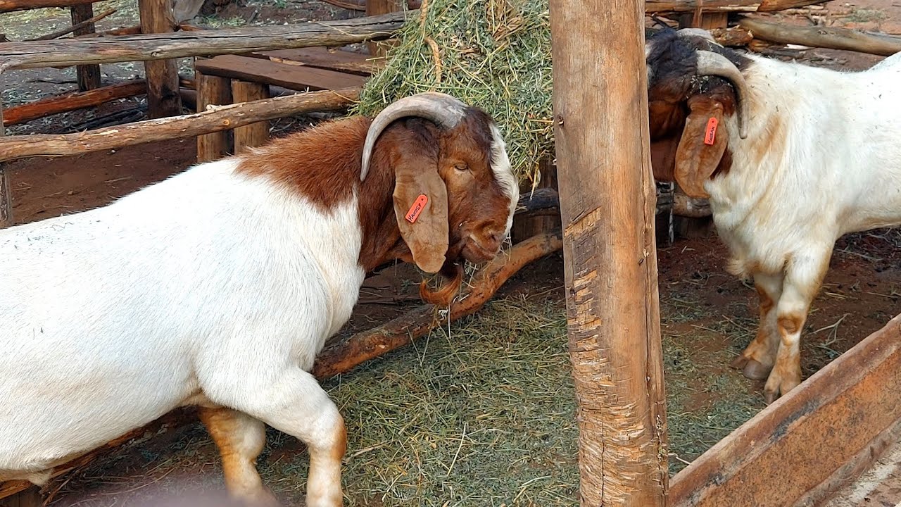 How to handle new breeding stock and overcoming failures in livestock ...