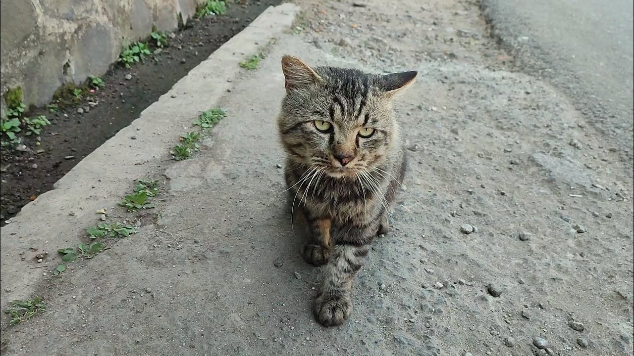 Feed A Scared Cat To The Sound Of A Car YouTube feed-a-scared-cat-to-the-sound-of-a-car-youtube