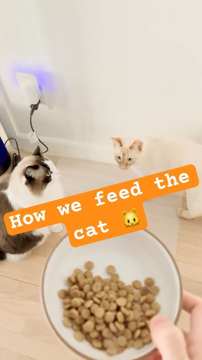 How to Feed My Cats! - YouTube