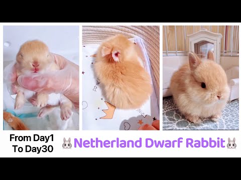 【Netherland Dwarf Rabbit Growth Day1-30】Pregnancy, Giving Birth, Cute Baby Bunny Care, Eating