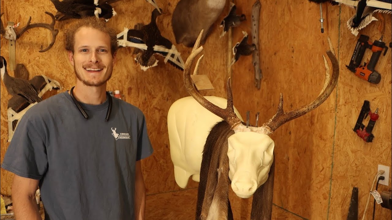 Whitetail Deer Mount Timelapse | Upstate Taxidermy - YouTube