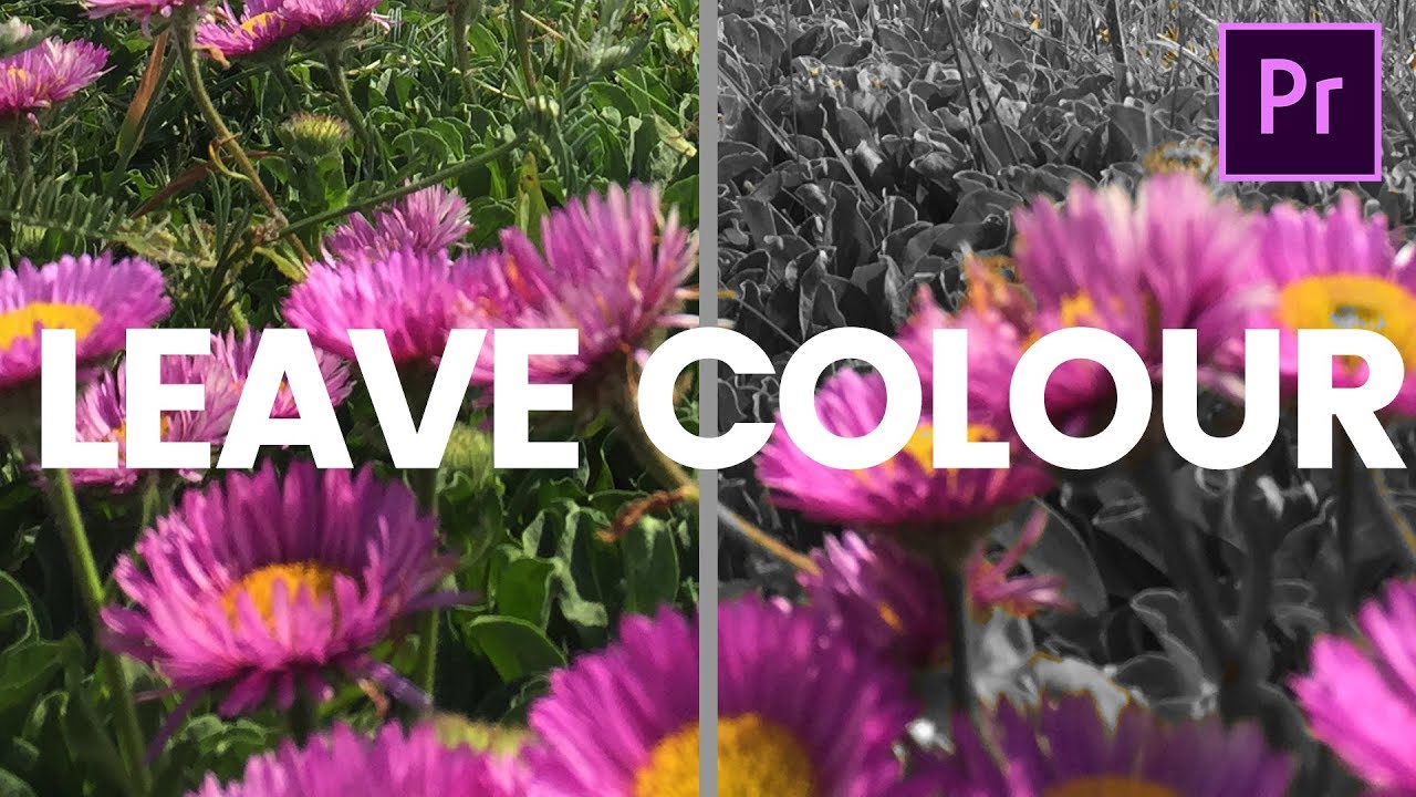 Isolating Color/Black & White Colour Selection // Leave Color Premiere ...