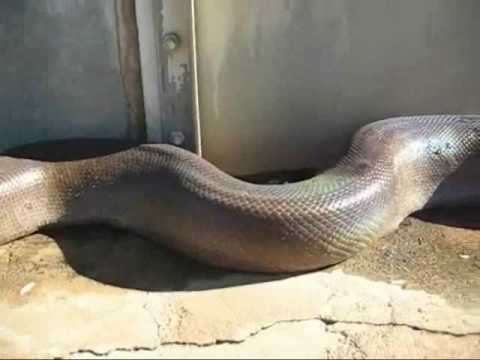 MY BIG FAT SNAKE - YouTube