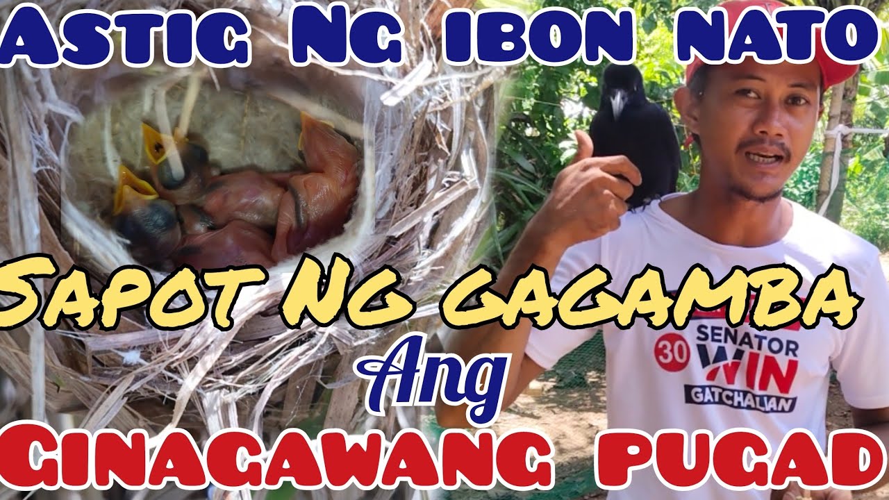 pugad Ng pinaka maliit na klasi Ng ibon, sapot pala Ng gagamba Ang ...
