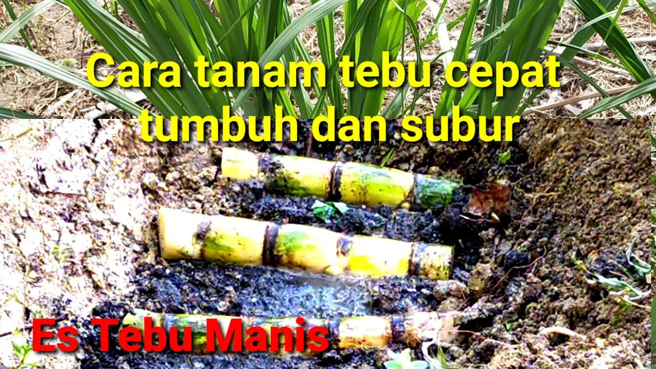 Cara Tanam Tebu agar cepat Tumbuh dan subur - YouTube