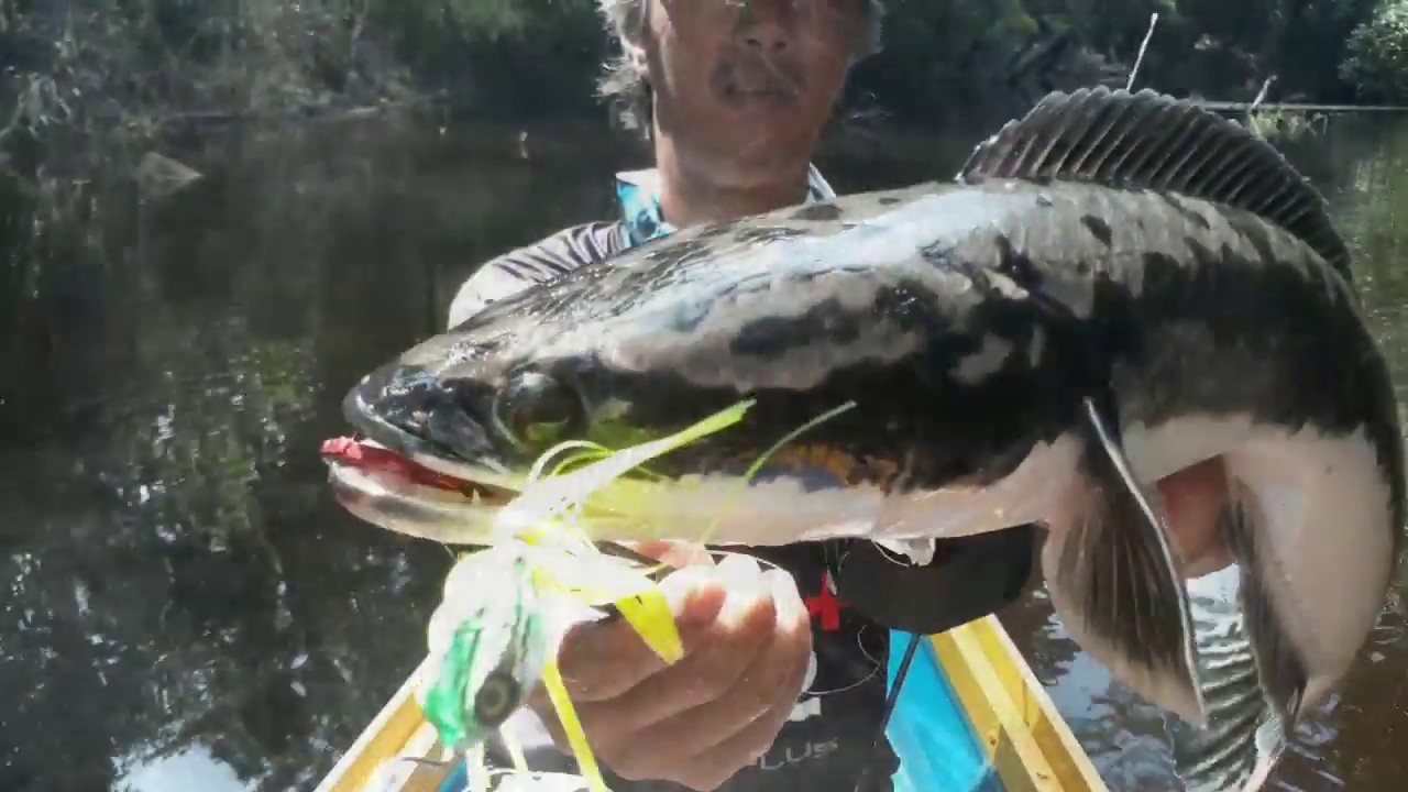 IKAN KEPALA ULAR | TOMAN BESAR | SNAKEHEAD - YouTube