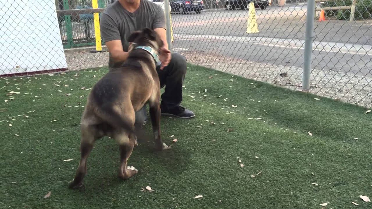 Haunting Blue Eyes Merle Husky mix 9 months old - YouTube