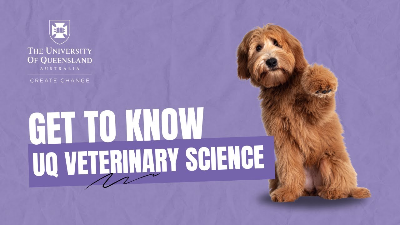 Why Choose UQ Veterinary Science? - YouTube