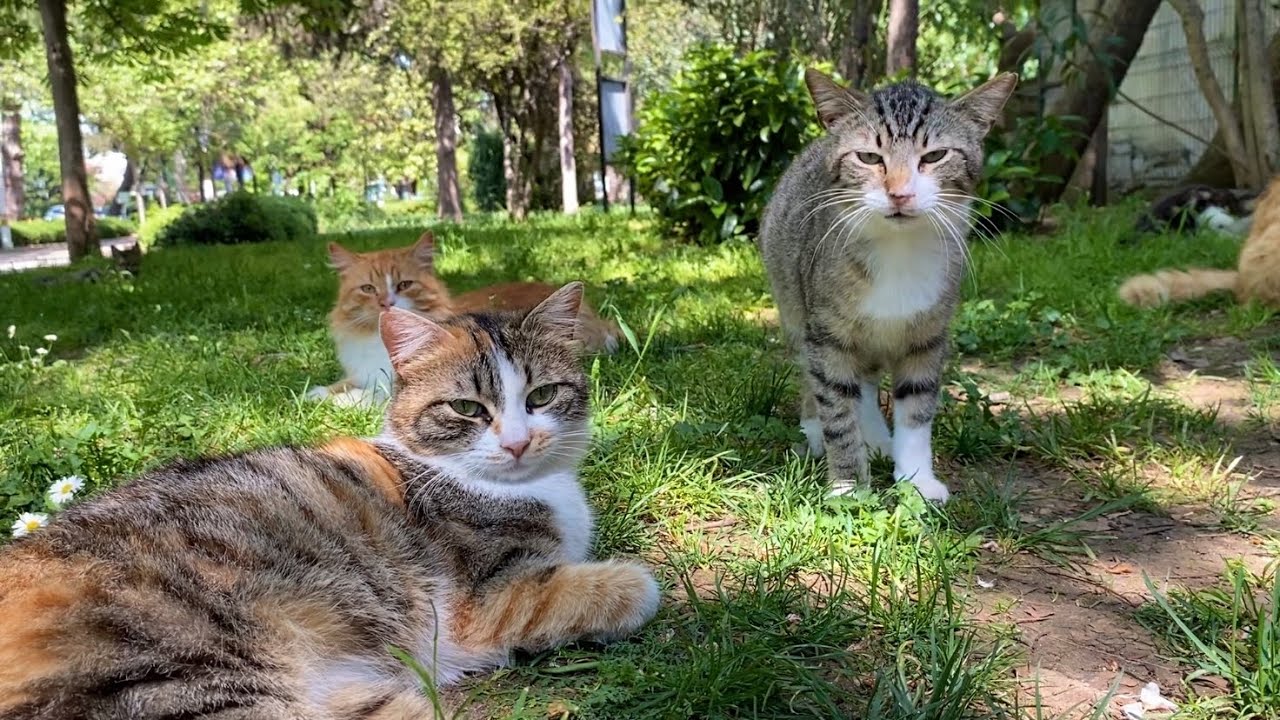 Cute Cats and Kittens living in the park. Hundreds of Cats live in this ...