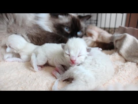 Newborn Ragdoll Kittens! Welcome to our channel! - YouTube