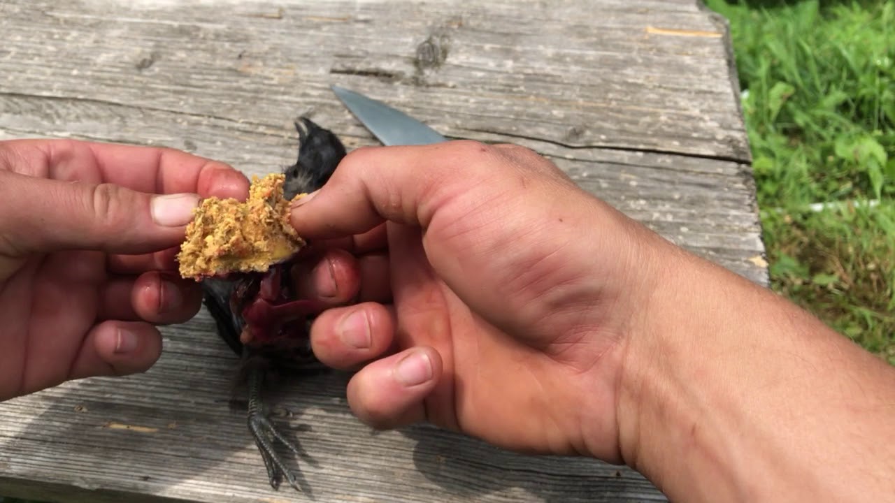 Autopsy of Ayam cemani chicken - YouTube