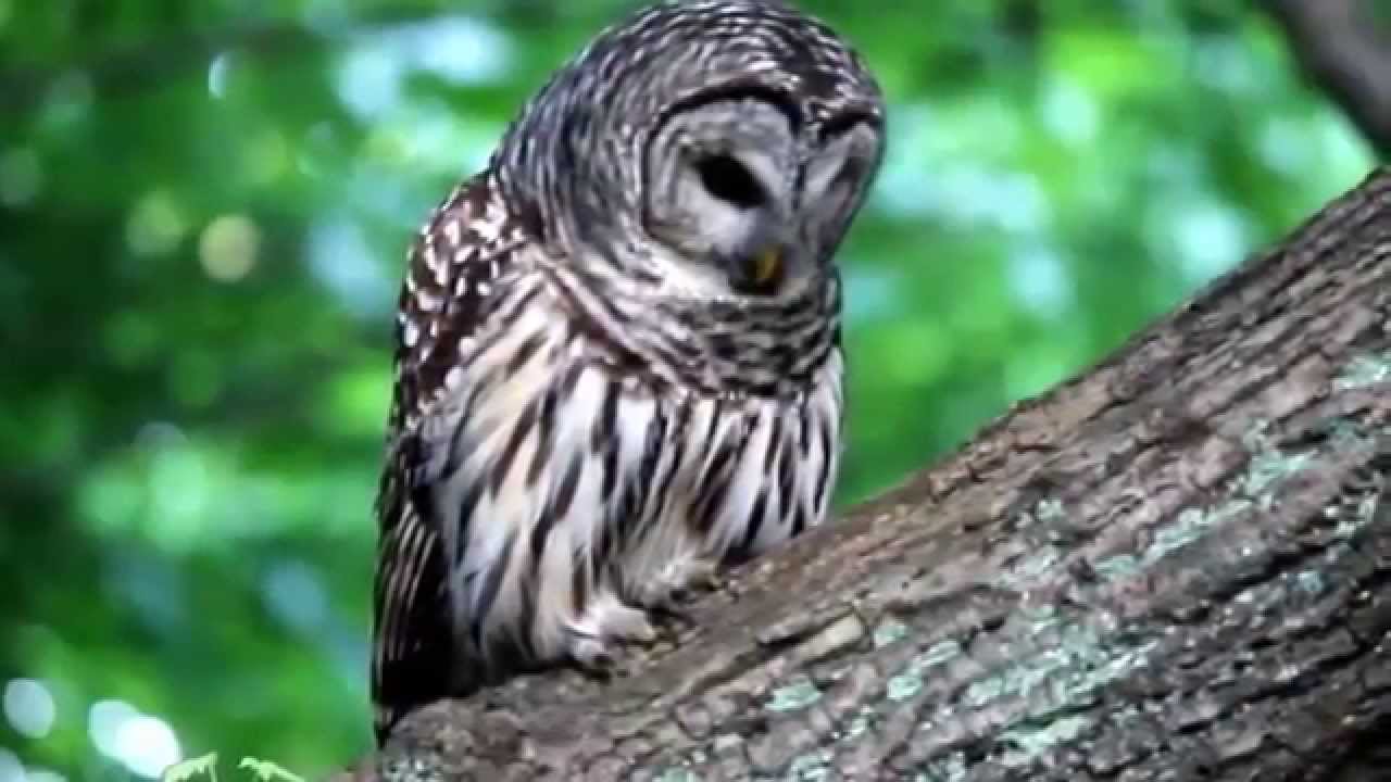 Barred Owl, Beacon Hill Park, Victoria BC. - YouTube