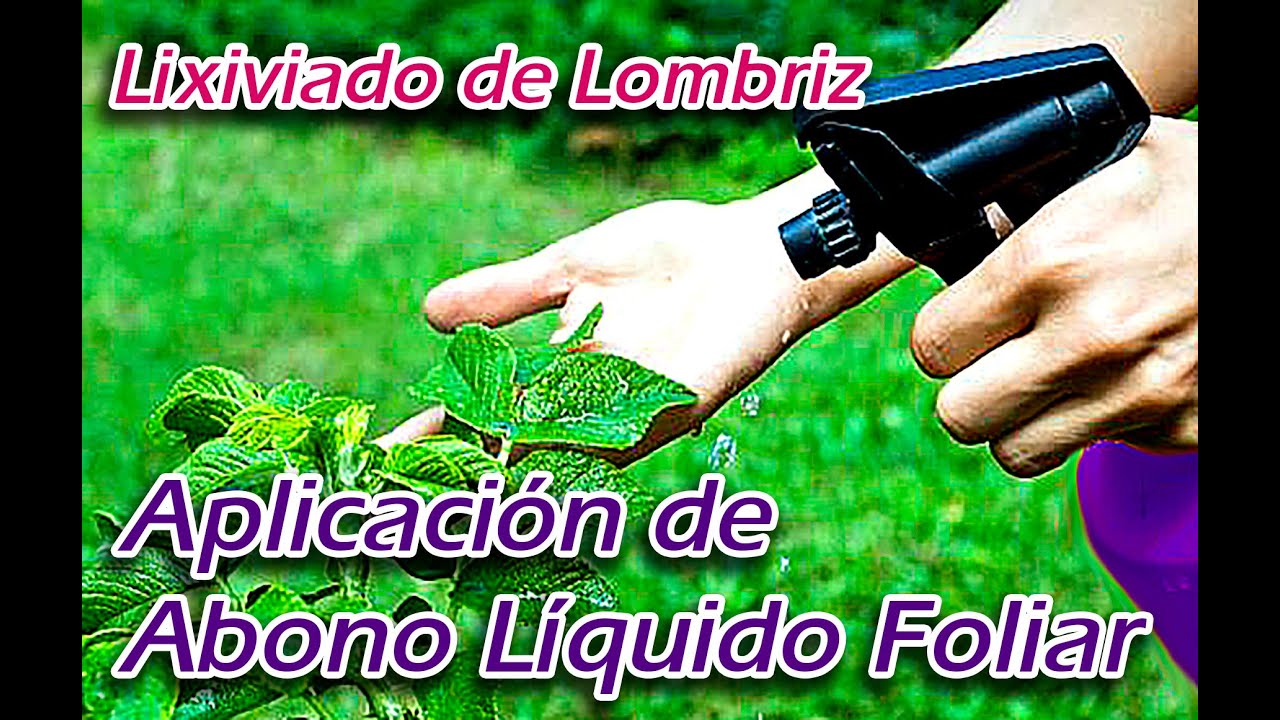 Aplicación de Lixiviado de Lombriz como Abono Líquido Foliar para ...