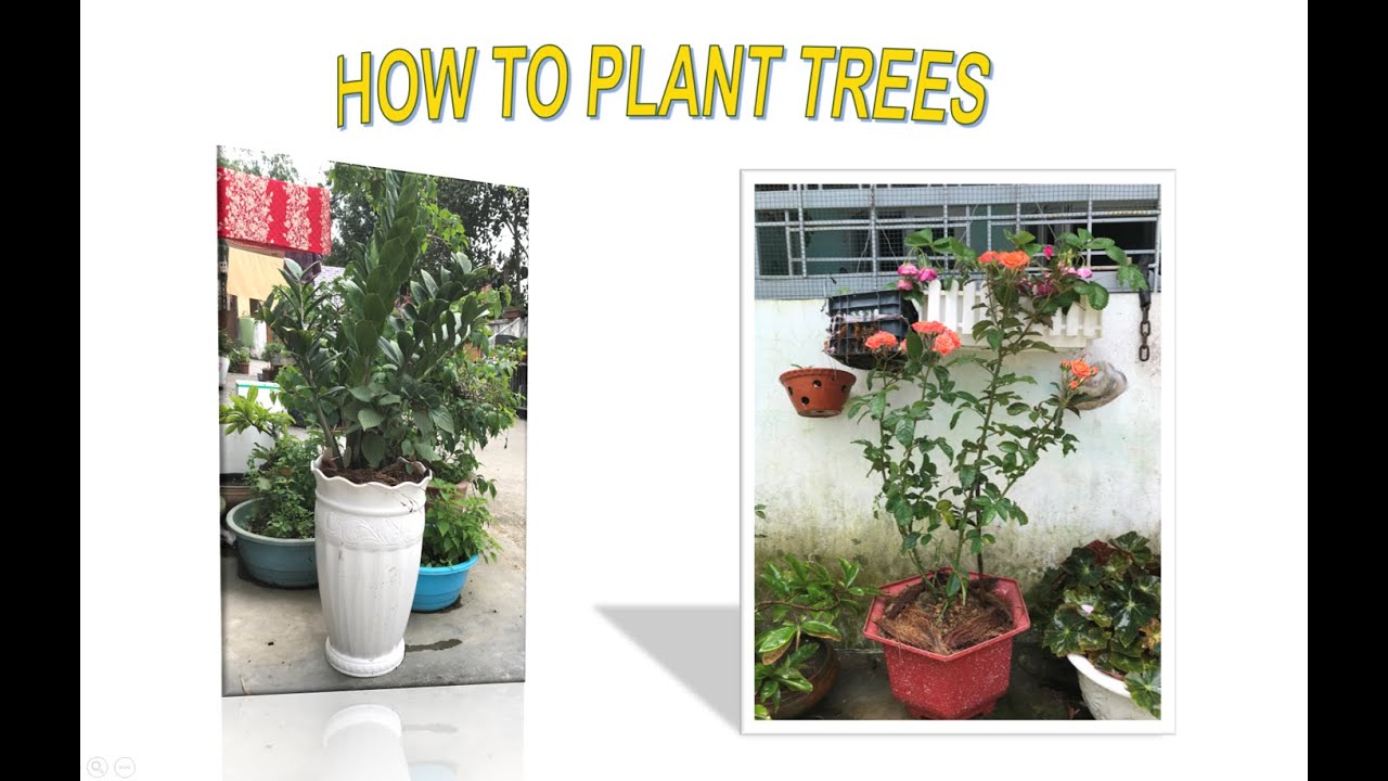 How to plant trees to decorate at home/DIY - YouTube