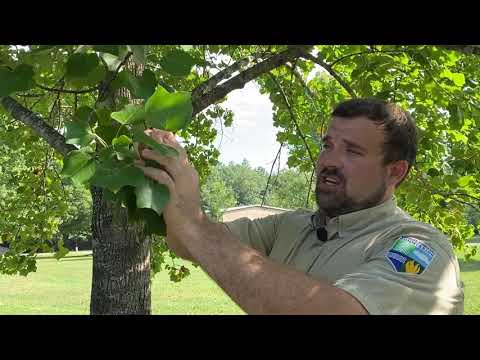 How To Identify My Ornamental Tree