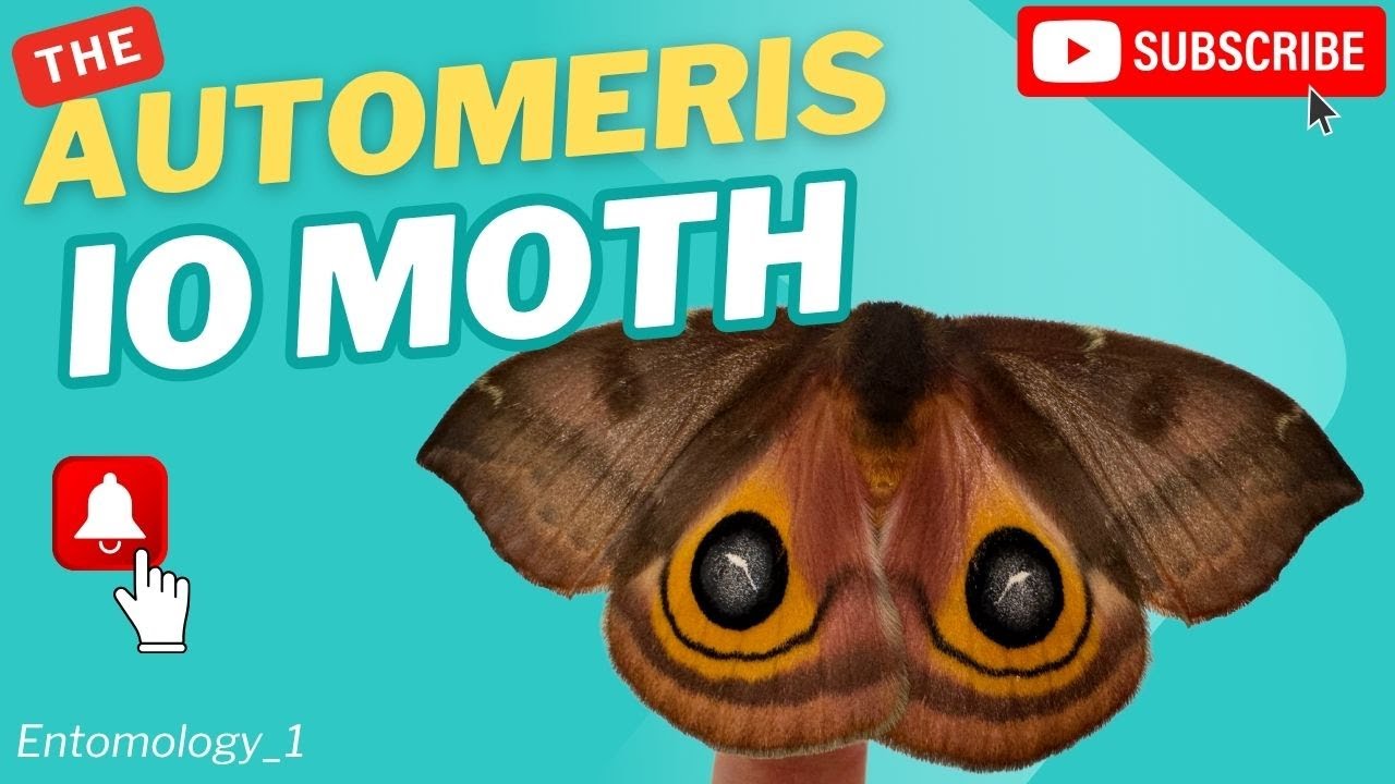 The Automeris IO moth - YouTube