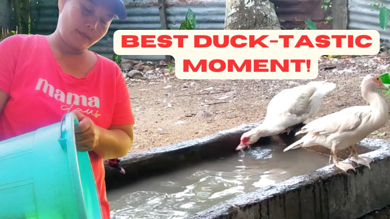 Best Duck-tastic Moment - YouTube