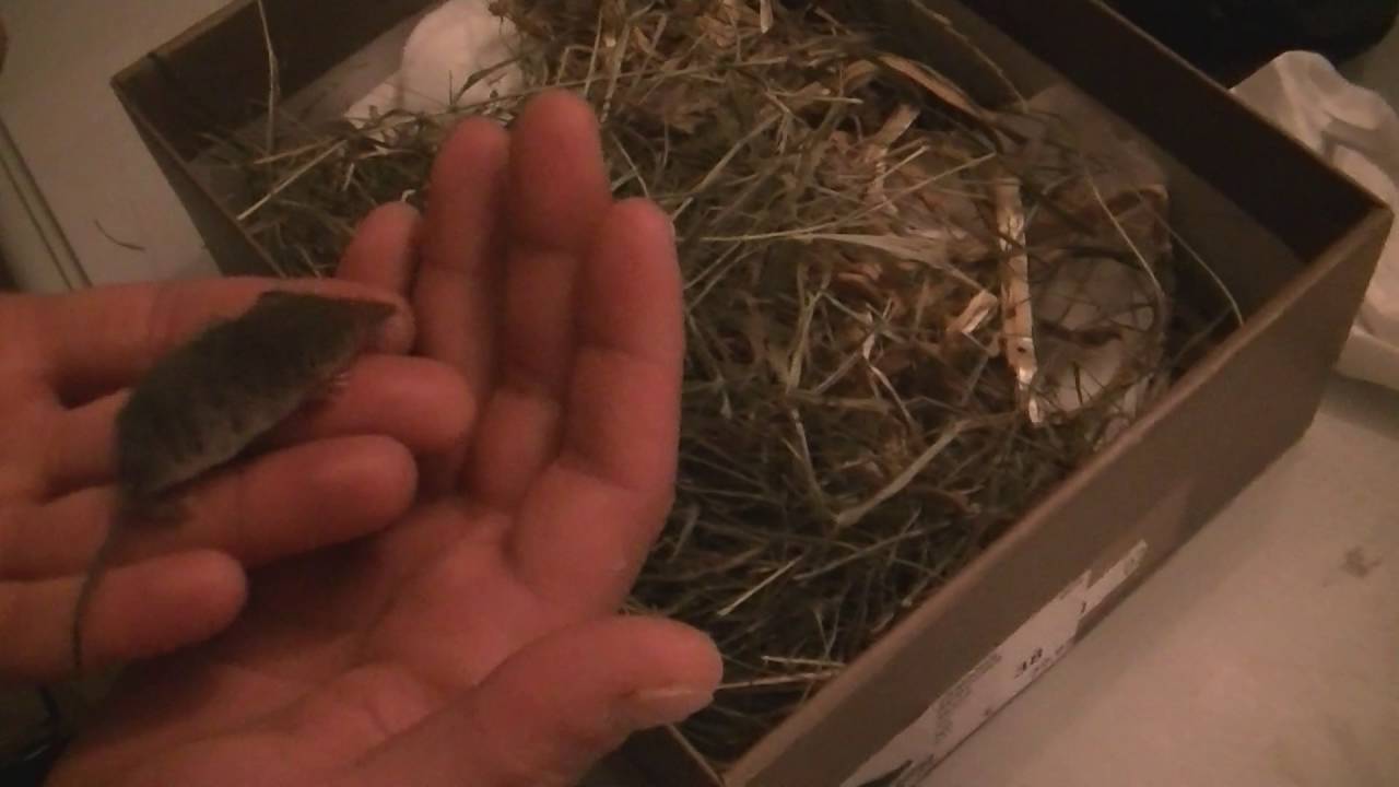 Bébé musaraigne va faire dodo - YouTube