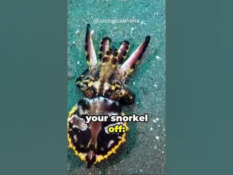 Cuttlefish | More Than Meets The Eye #animals - YouTube