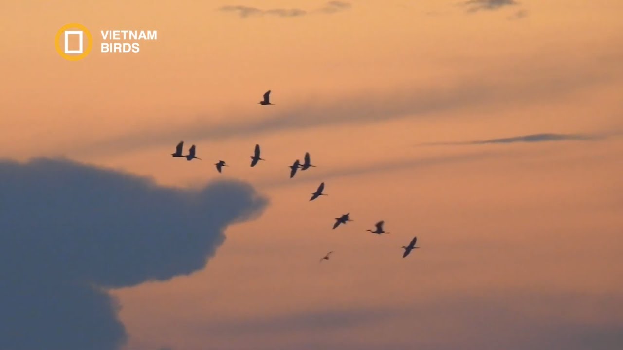 Birds and sky(Đàn Chim Bay Lượn Trên Bầu Trời) - YouTube