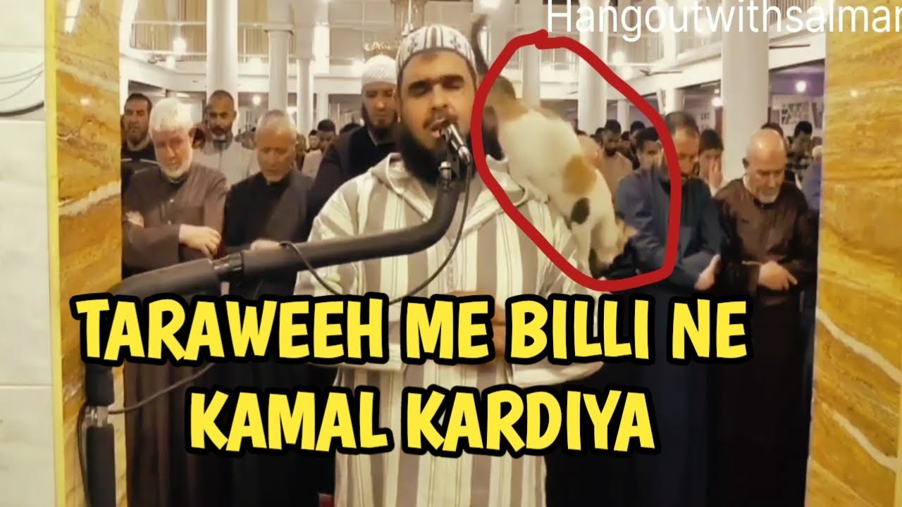 Imam and cat viral video | 🐈 Cat jumps on Imam during Ramadan prayers ...