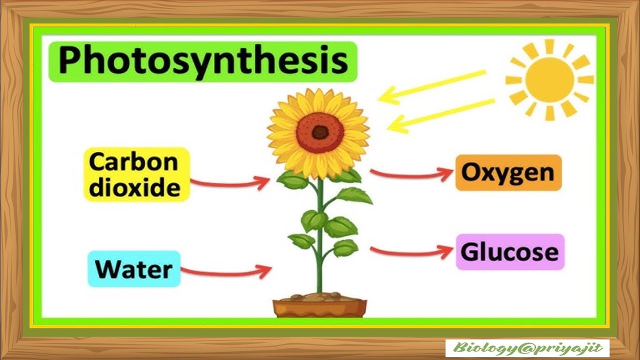 How Plants Cook Their Food! Photosynthesis Explained Step by Step| ICSE ...