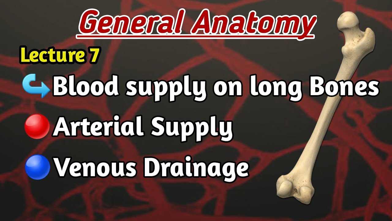 Blood supply of long bones, Venous Drainage of long Bones lecture 7 ...