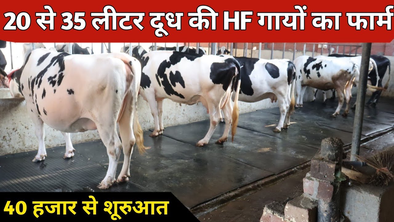 40 हजार में आठ ग्याभिन और सात ताजा ब्याई, शानदार HF गाय | at Innova ...