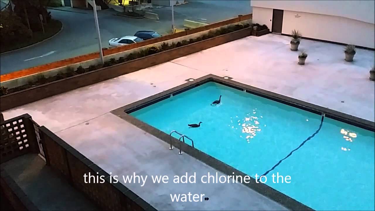Two Canada geese liked our pool - YouTube